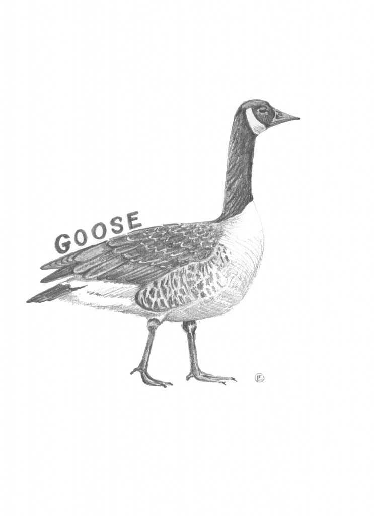goose - Chart Farm